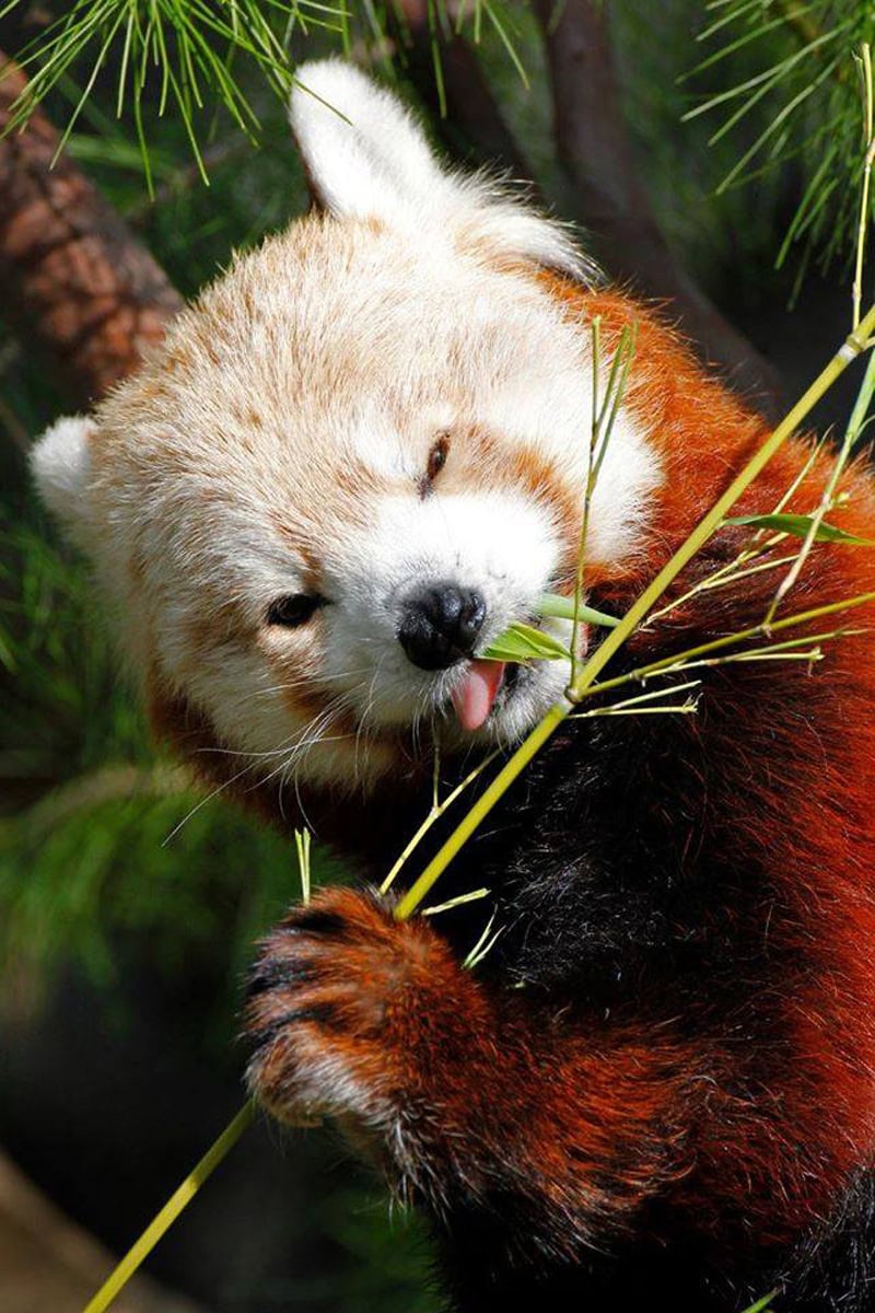 Red Pandas Eating Bamboo
