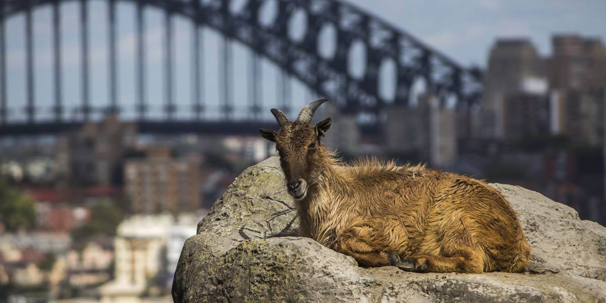 6 Animal Attractions in Sydney Your Kids Will Love