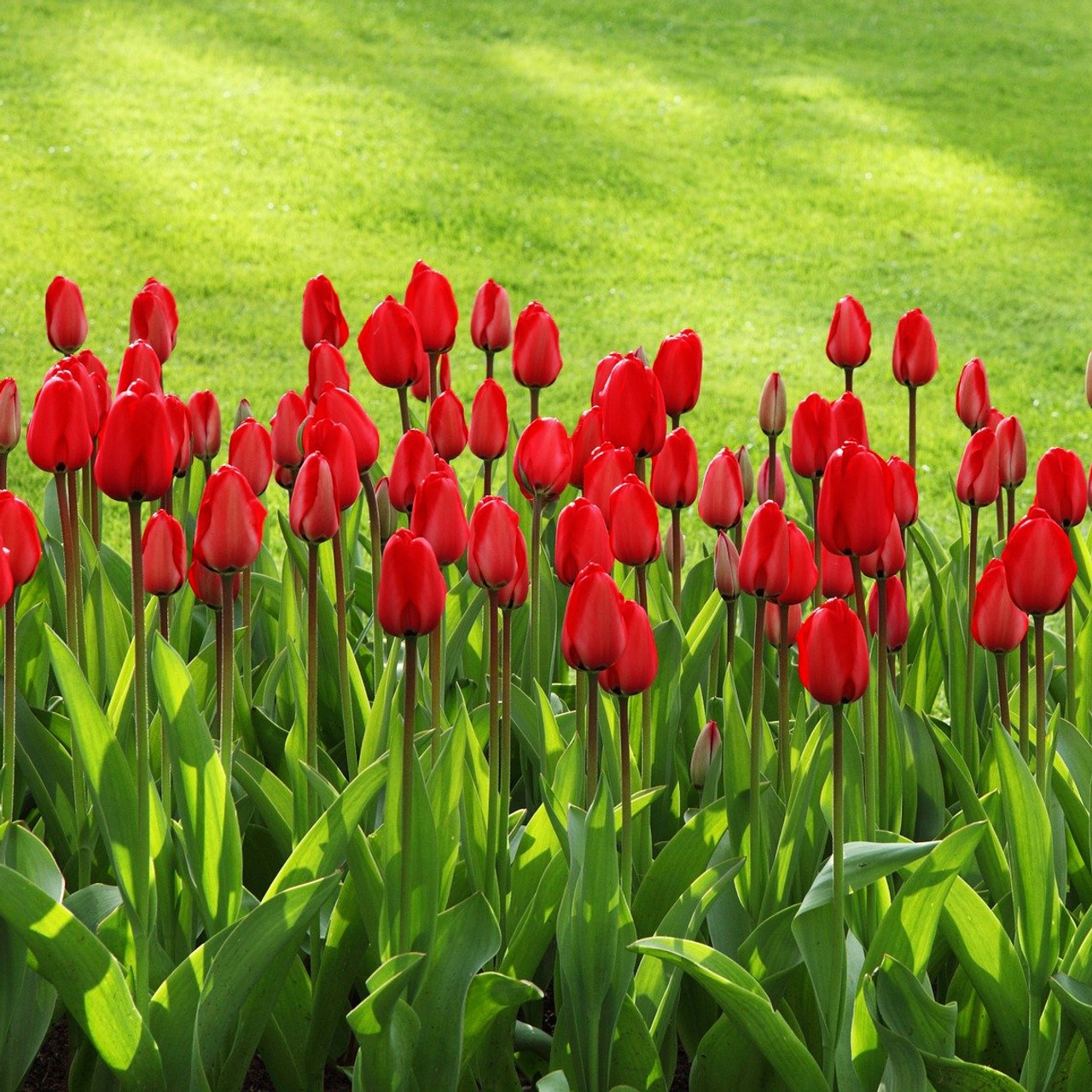 10pk Tulip Flower Bulbs $15 at Brad's Deals