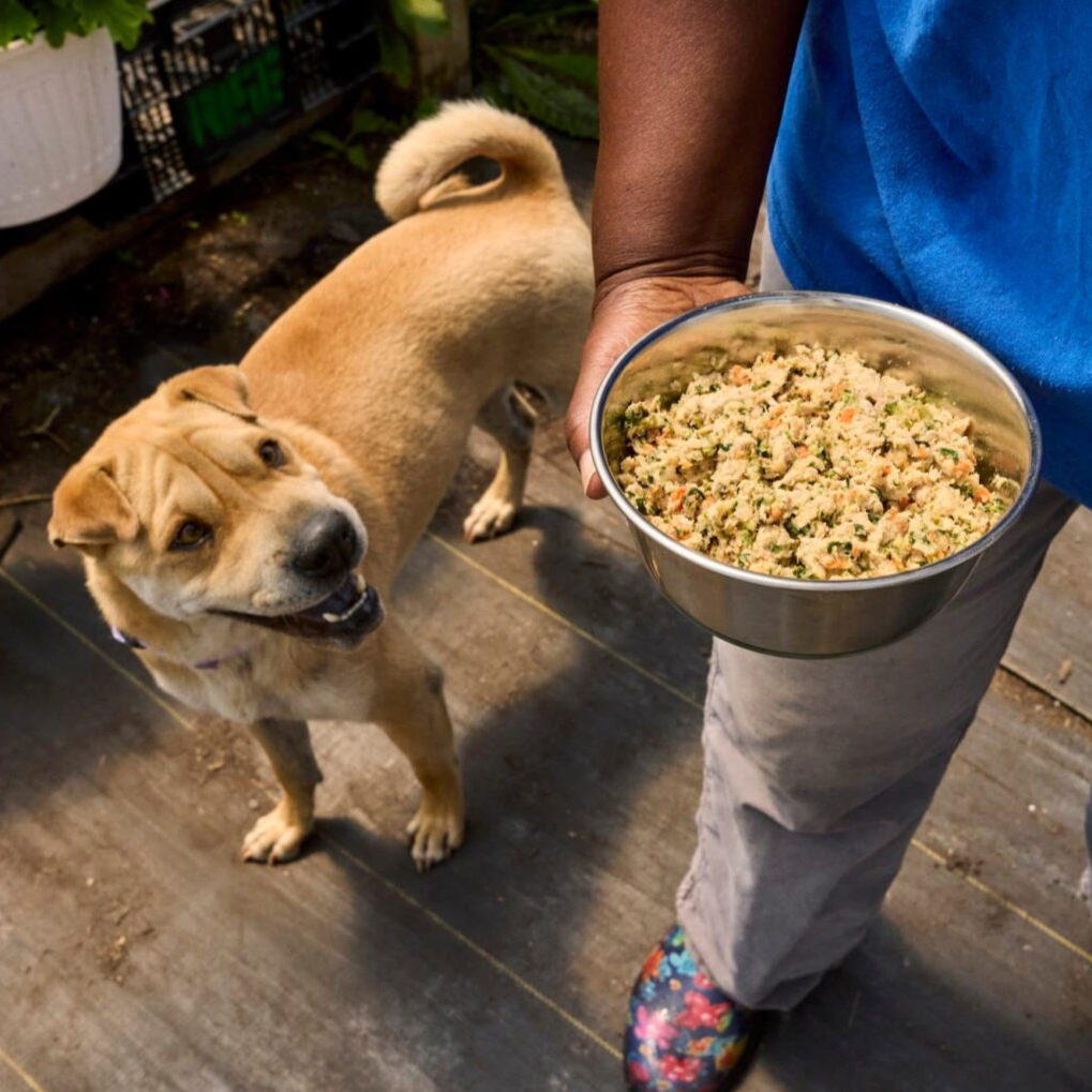 The Farmer's Dog: 50% Off First Box at Brad's Deals