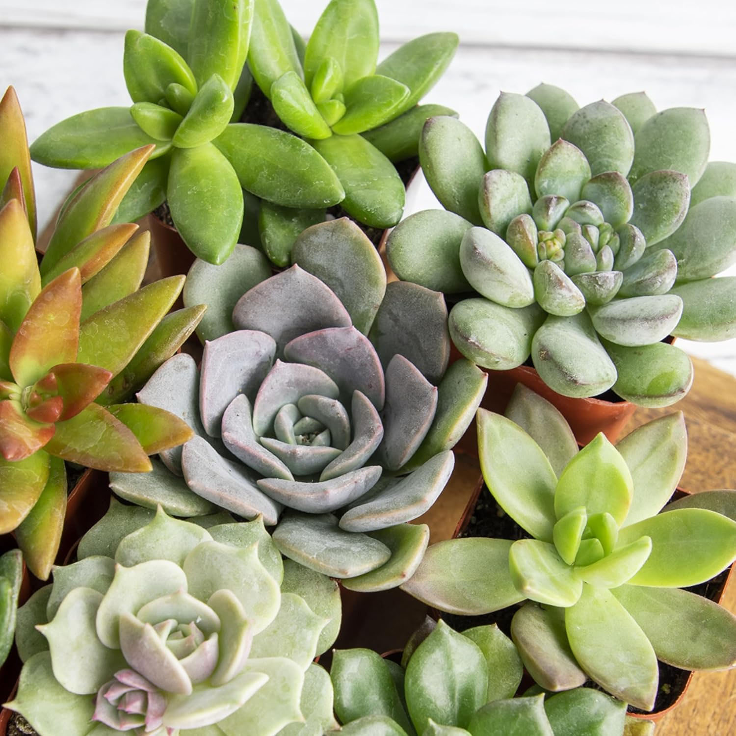 20pk Live Succulents $21 at Brad's Deals