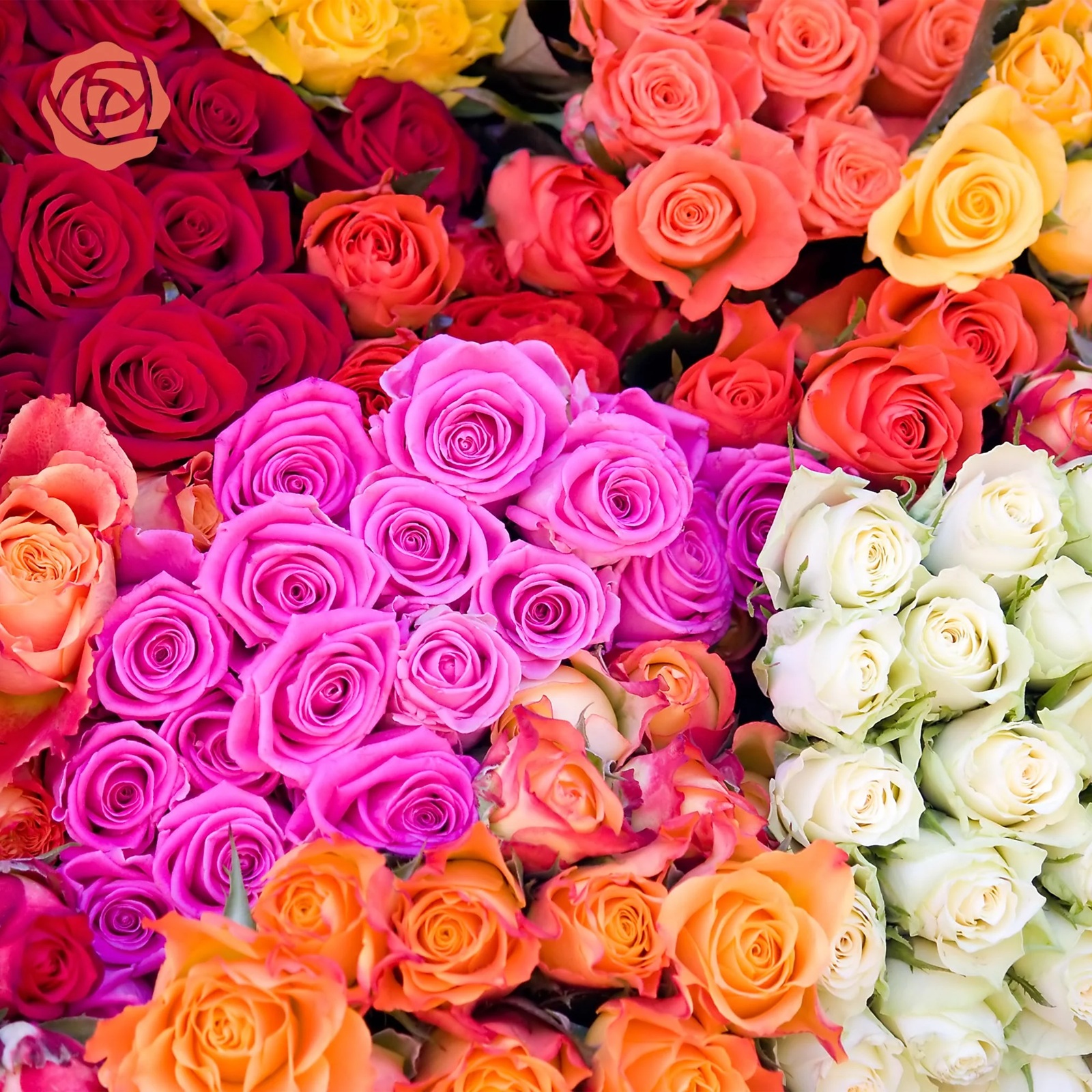 2 Dozen Long-Stem Roses $46 Shipped at Brad's Deals