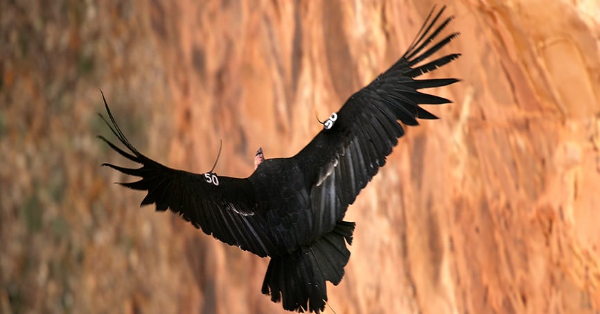 Maximize Profit Potential with Ideal Iron Condor Wingspan | tastylive