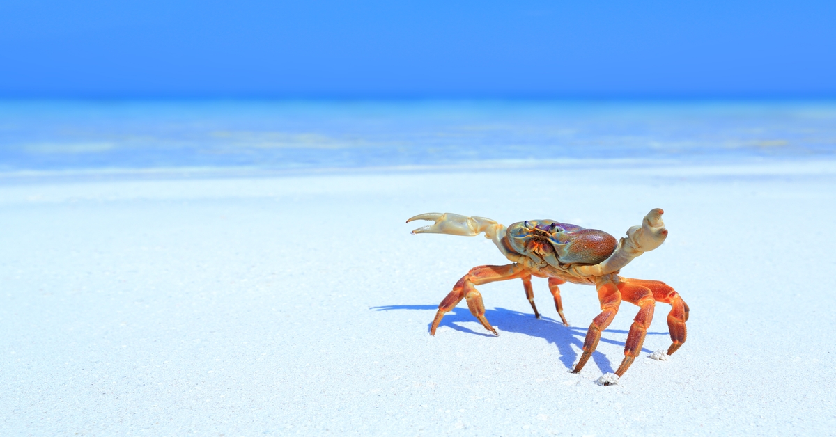 CRAB Options Trading Strategy Explained | tastylive