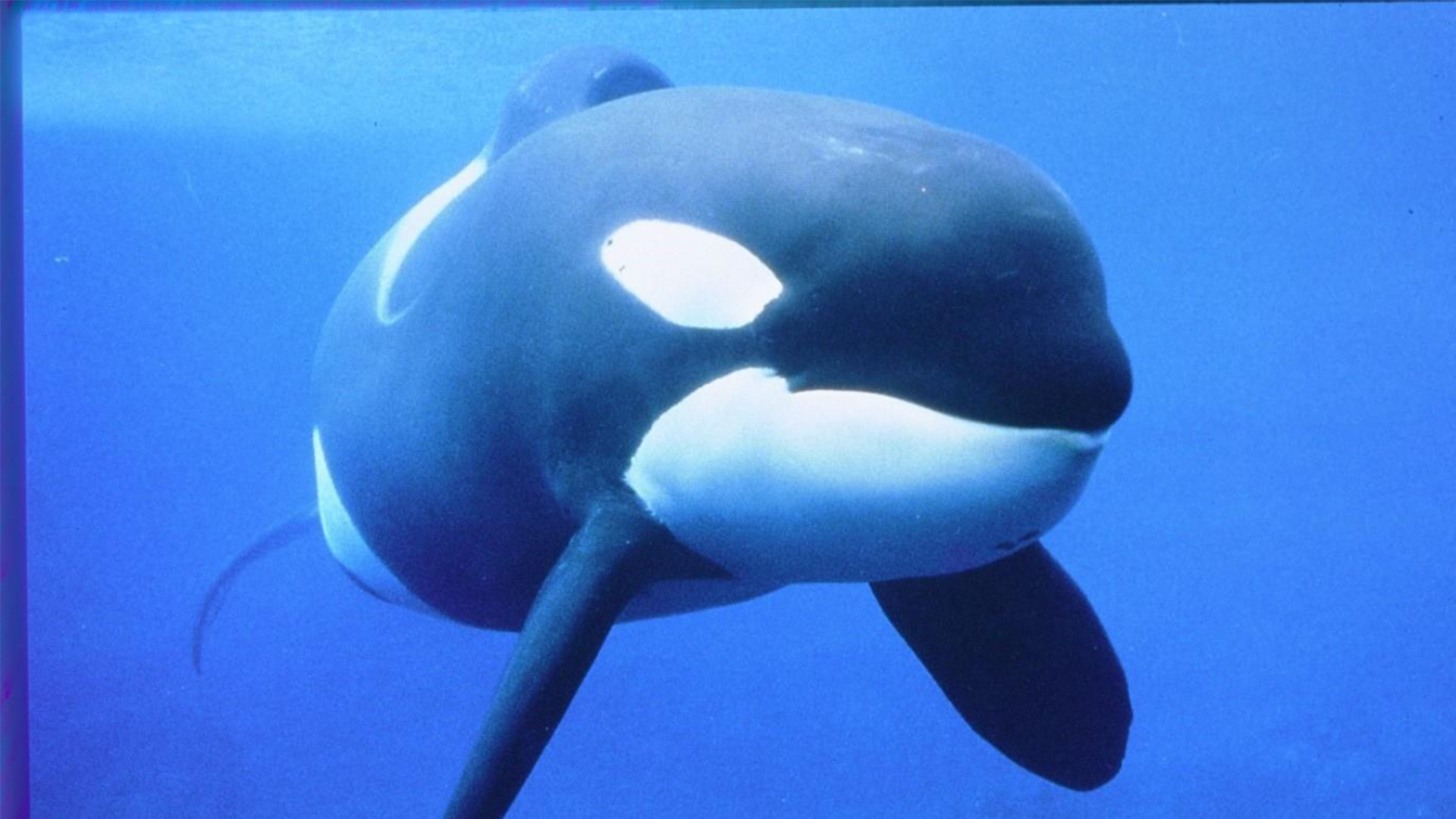 Sky set to co-produce the story behind the world’s most famous whale ...