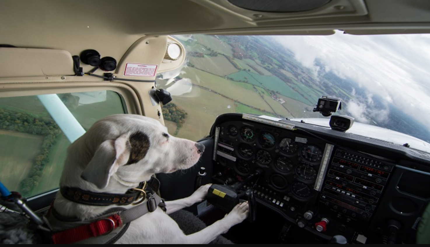 World first on Sky 1: Dog attempts to fly plane in final episode Dogs ...