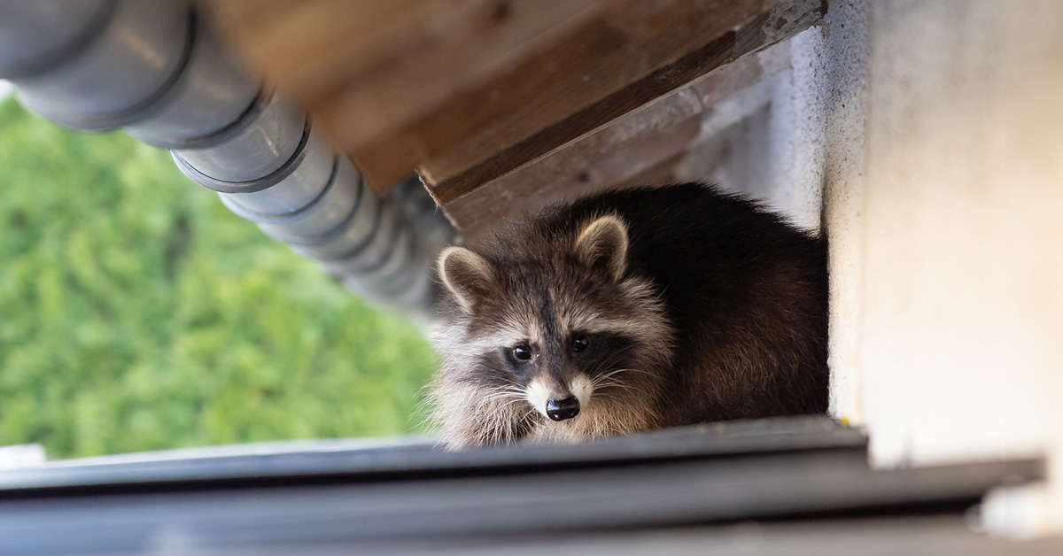 Guide to Animal Pests | CAA-Quebec