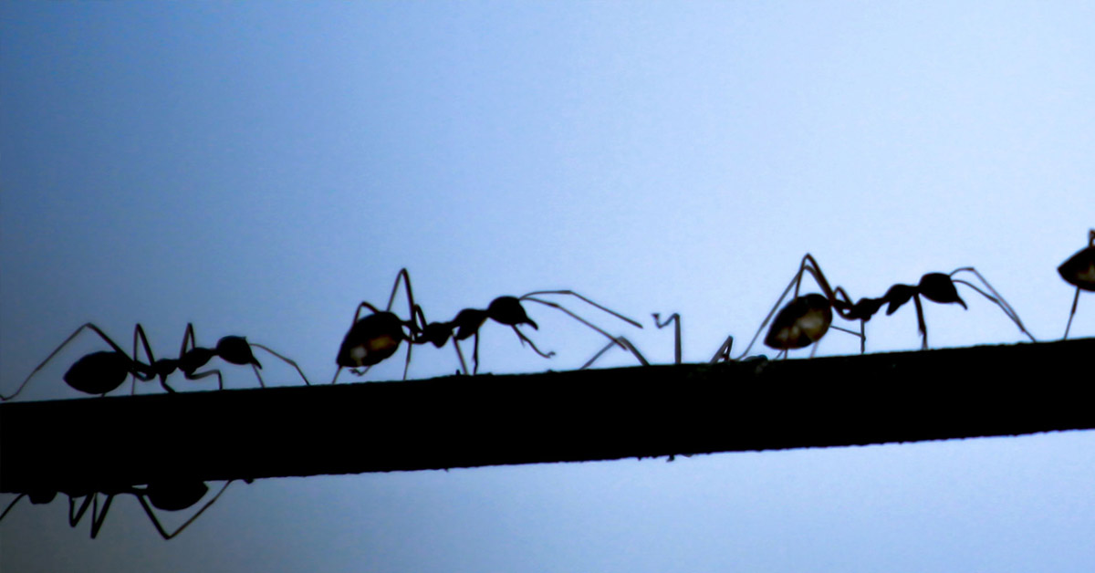 How to prevent or deal with an ant invasion | CAA-Quebec