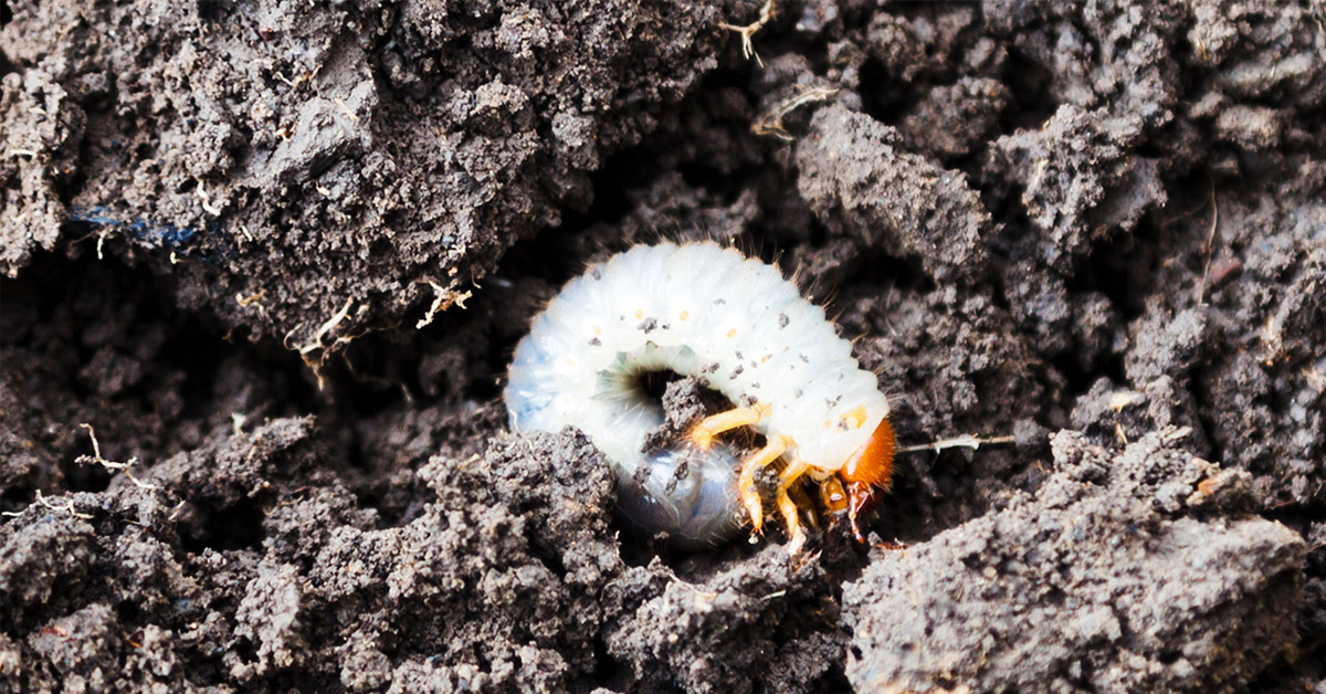 L’extermination des vers blancs | CAA-Québec