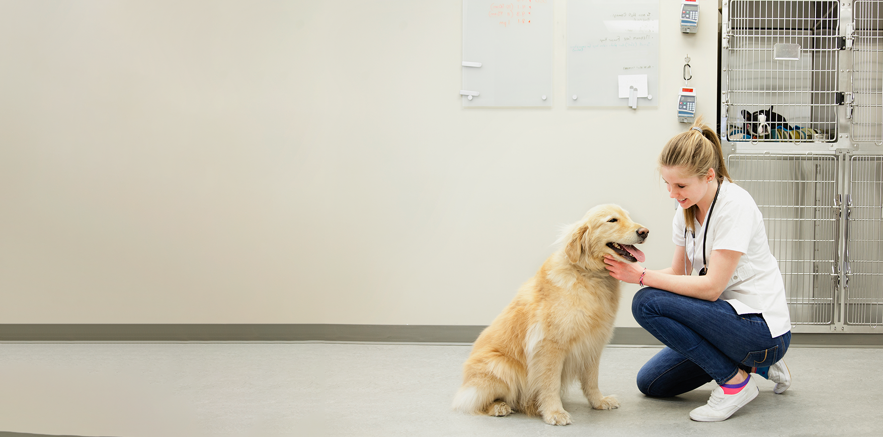 Cencora MWI Animal Health Sales Training Case Study