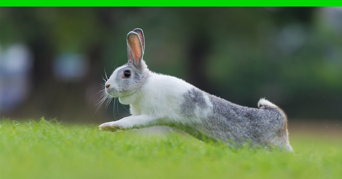 A ‘Surprise’ Bounce in the Year of the Rabbit?