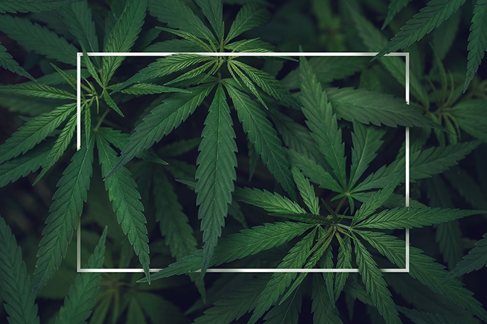 Certification of Cannabis Programs | ASTM