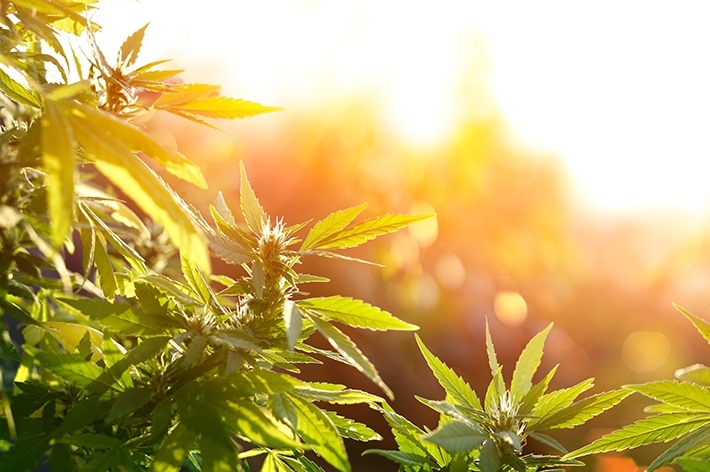 Representative Sampling of Cannabis | ASTM