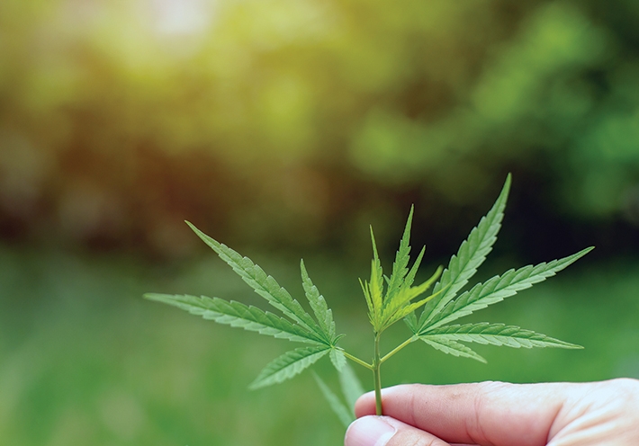 The Changing Landscape for Cannabis | ASTM