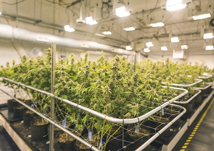 Cannabis Standard Helps Establish Cleaning Procedures | ASTM