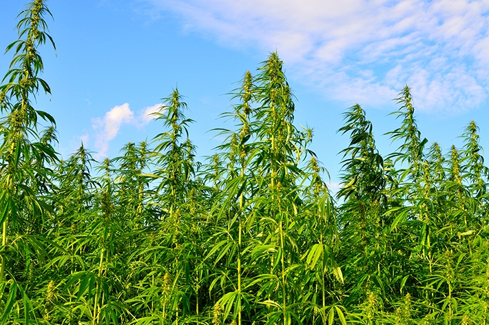 Post-Harvest Analysis of Cannabis | ASTM