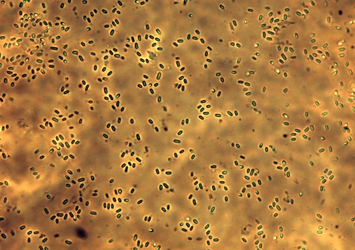 Spores for Fighting Disease | ASTM