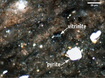 Vitrinite Reflectance | ASTM
