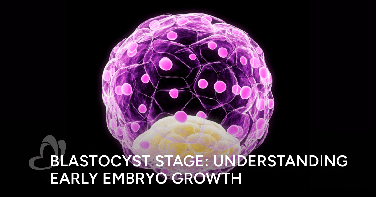 Blastocyst Stage: What Is Early Embryo Growth | Thomson Medical