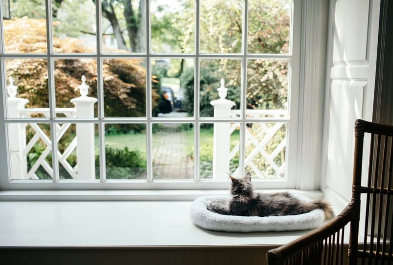 Pet Insurance Information | Progressive