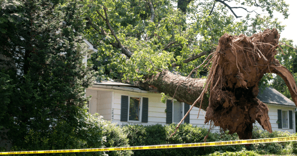 What to Do When a Tree Falls on Your Property | Progressive