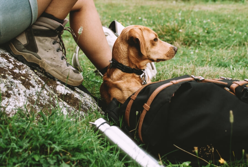 Pet Insurance Information | Progressive