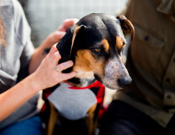 Insurance Resources for Pet Parents | Progressive