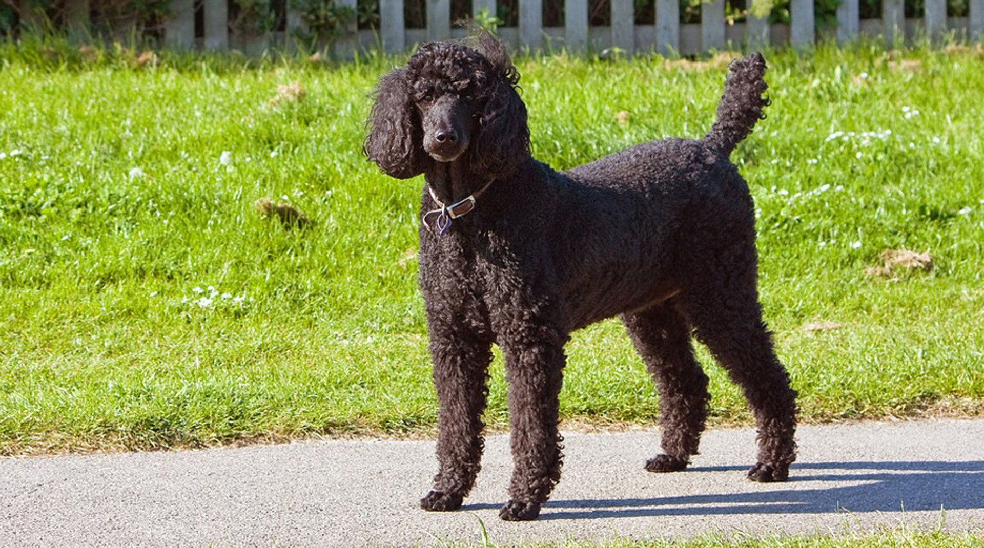 The following dog breeds are commonly diagnosed with cancer. - Anivive ...