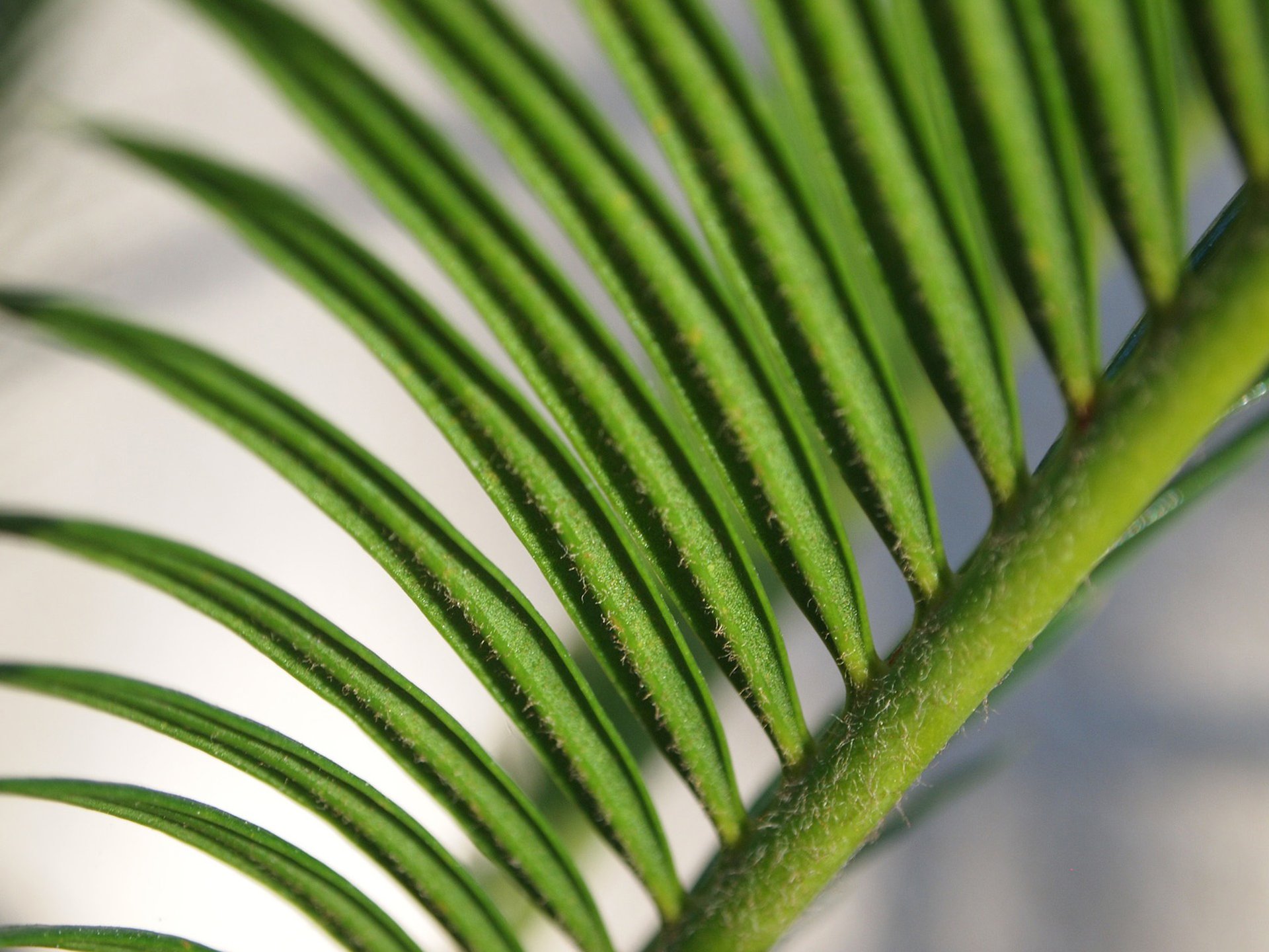 Houseplants to avoid if you have a cat - Anivive Lifesciences