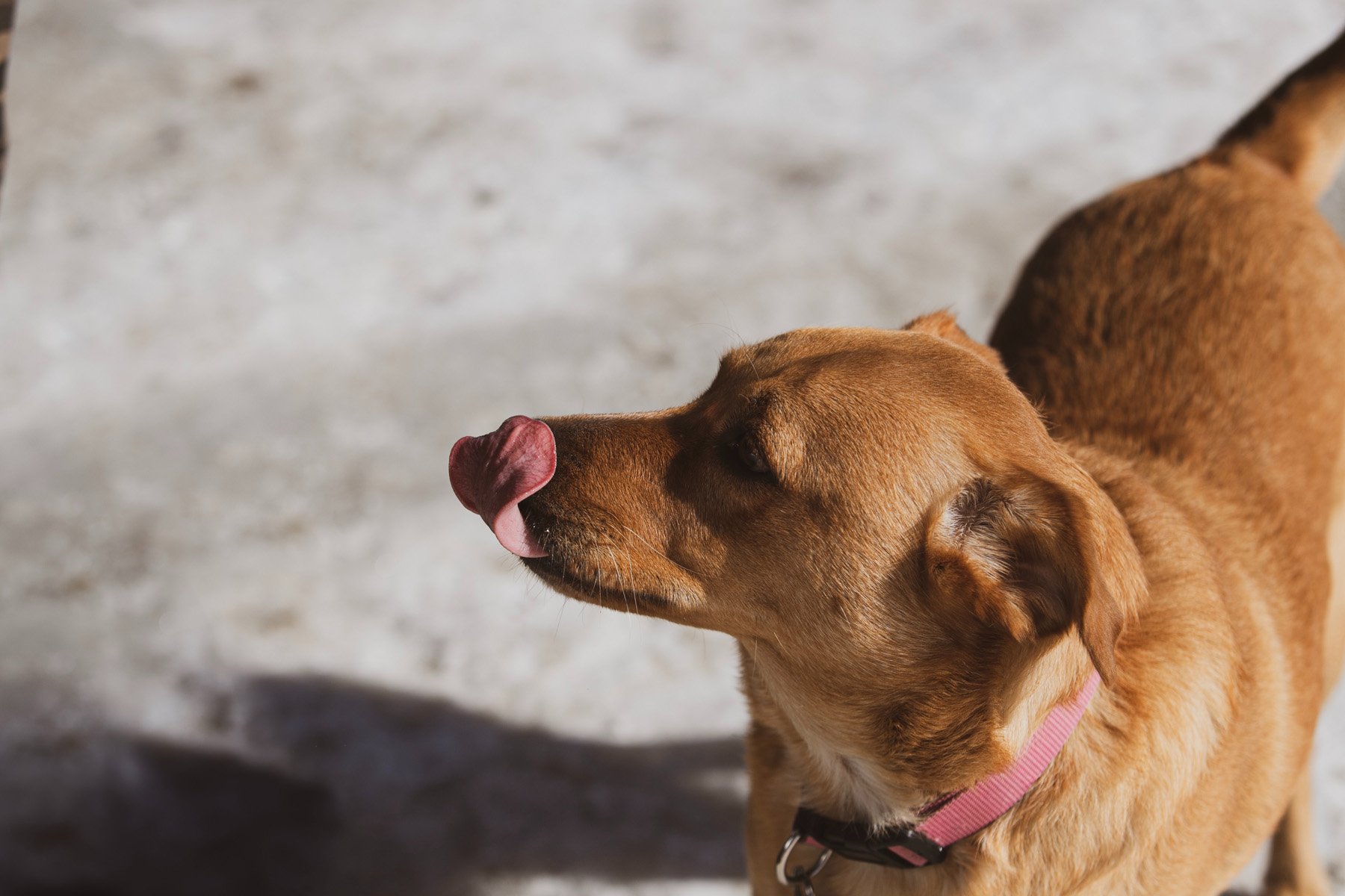 What is Valley Fever and how do dogs get it? - Anivive Lifesciences