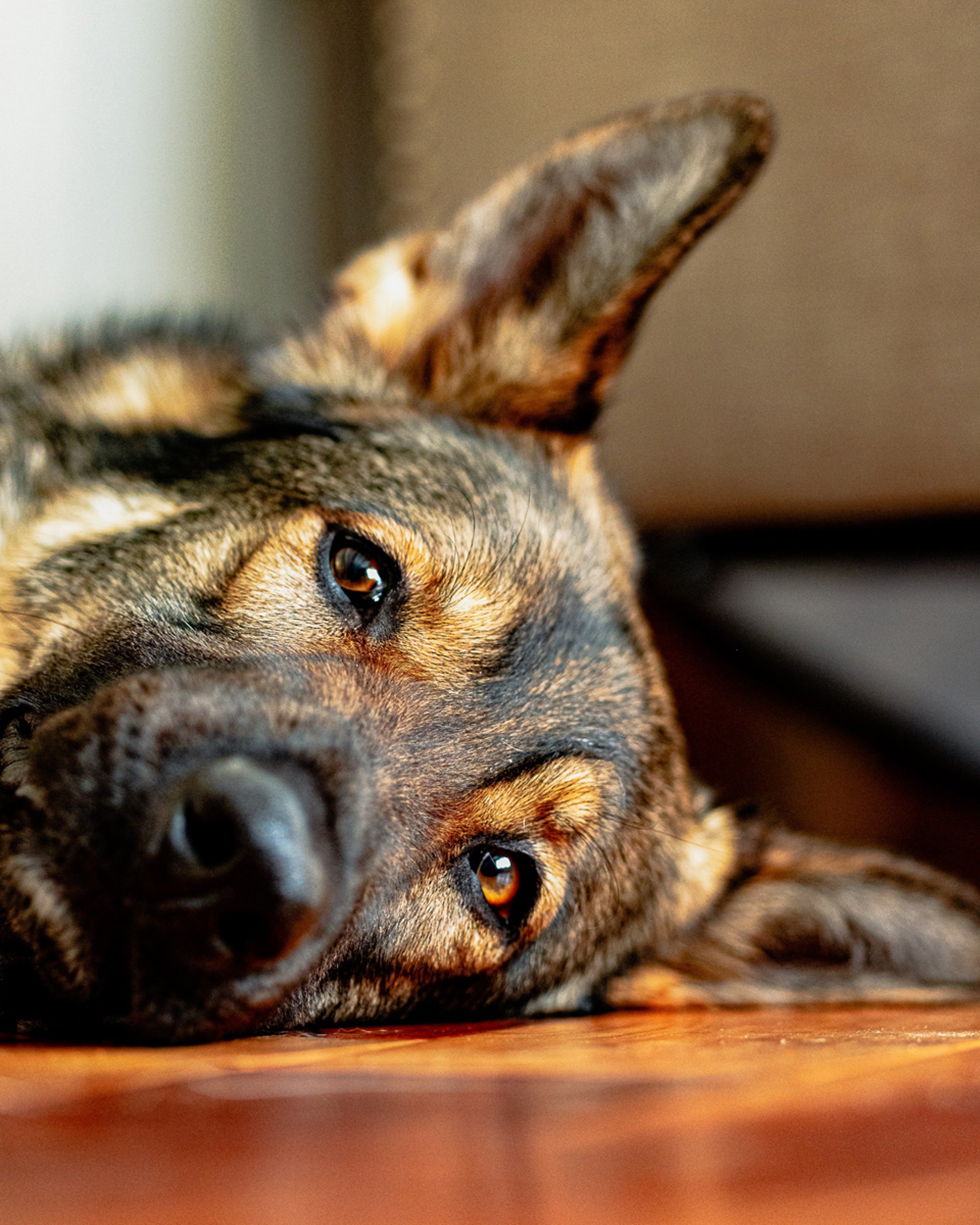 How to help your dog cope with the loss of a family member - Anivive ...