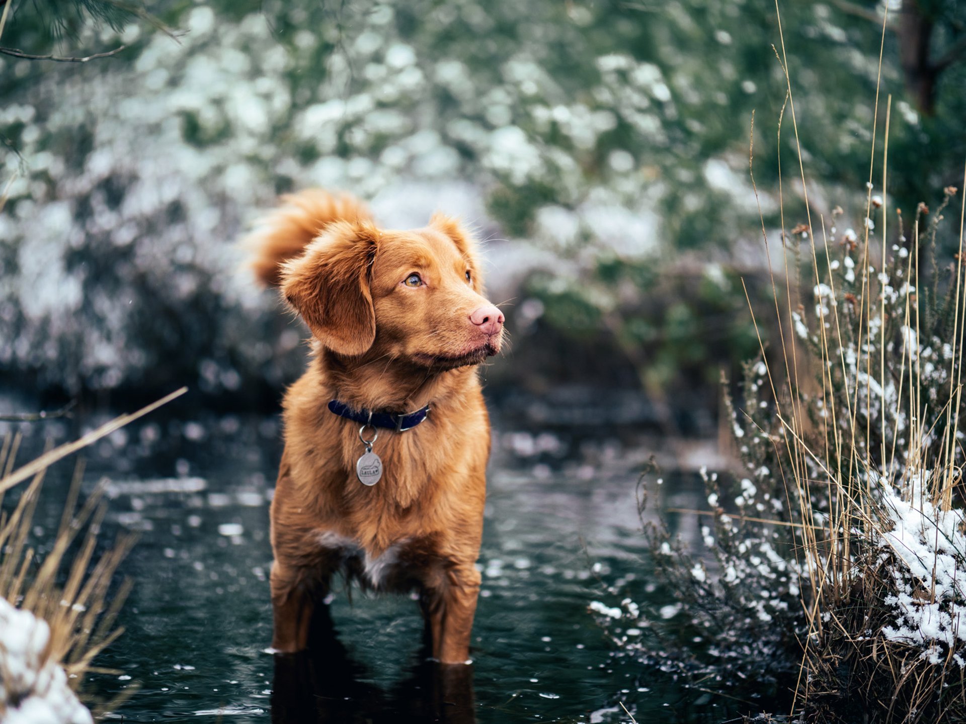 Hair or fur? Caring for different types of coats on dogs. - Anivive ...