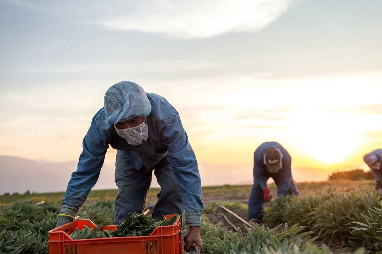 Nutritilite | Traceability