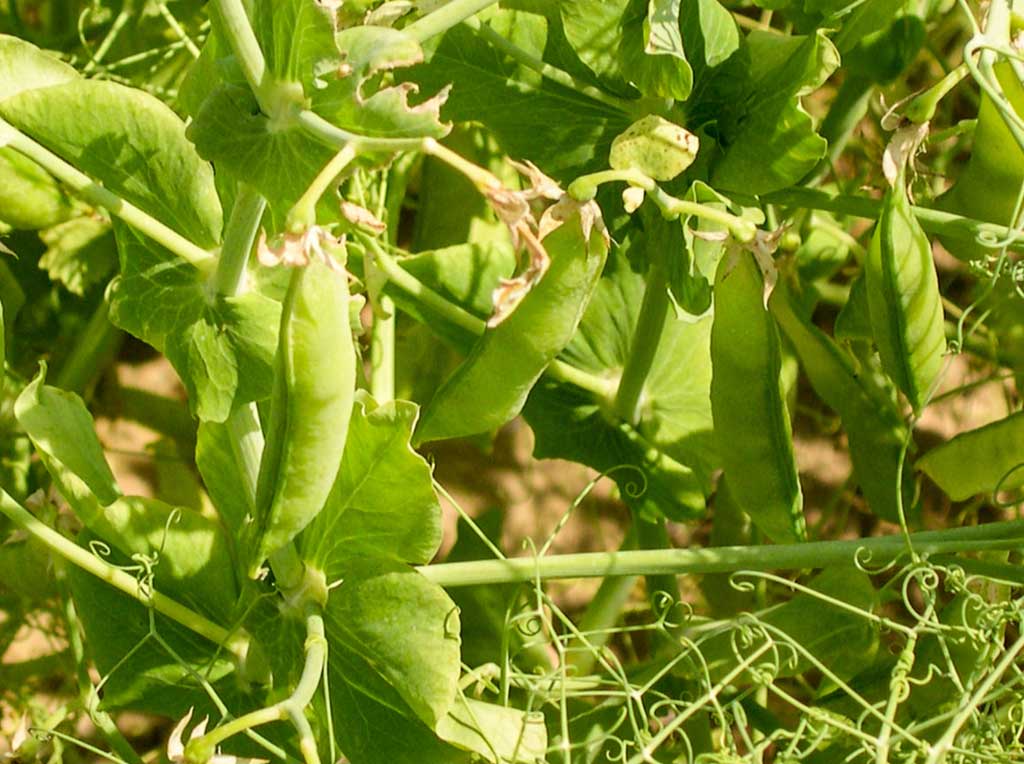 Nutrilite Traceability