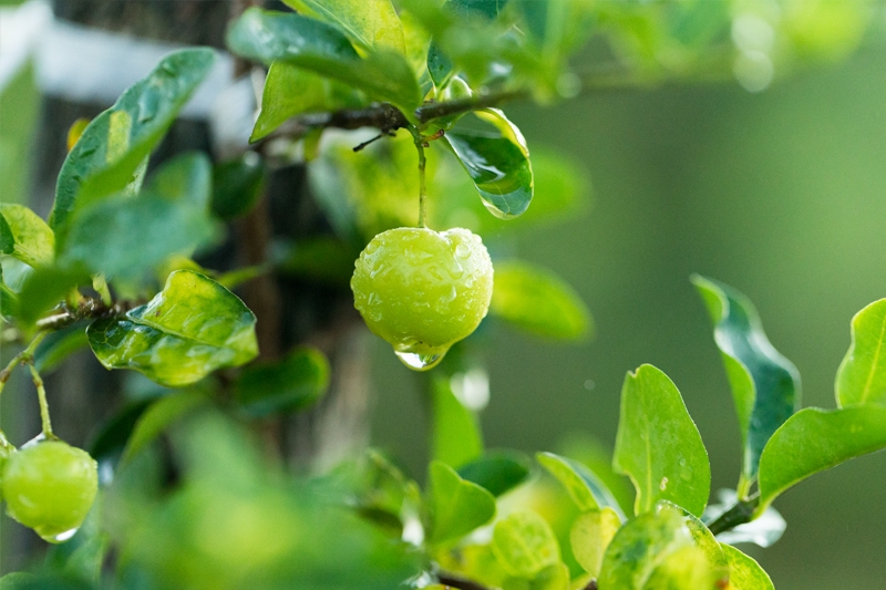 Nutrilite Traceability