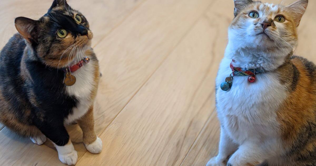 How to Introduce Cats to One Another | Zoetis Petcare