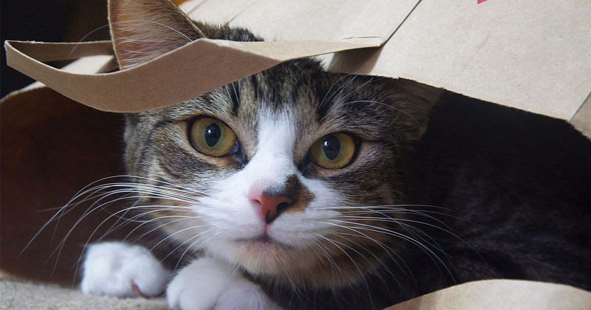 Fun Ideas for Mental Stimulation for Cats | Zoetis Petcare