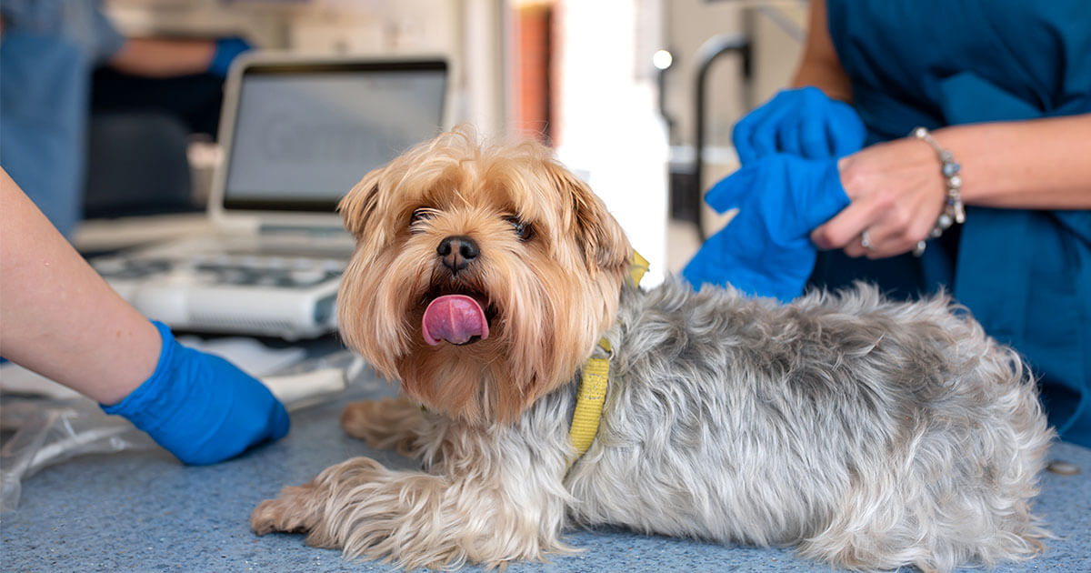 What to Expect During Your Dog’s Echocardiogram | Zoetis Petcare
