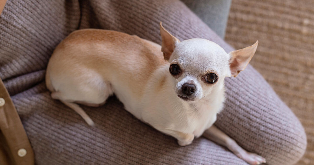 Longest Living Dog Breeds | Zoetis Petcare