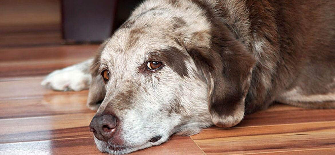 Librela | Zoetis Petcare