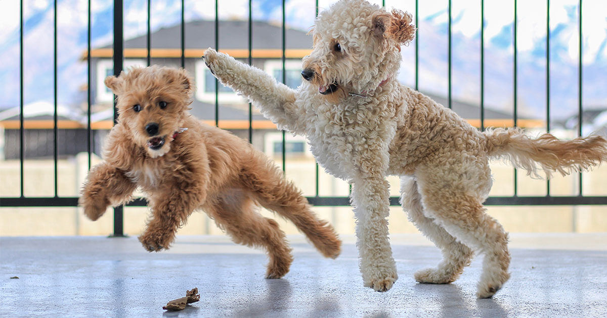 Everything to Know About Designer Dog Breeds | Zoetis Petcare