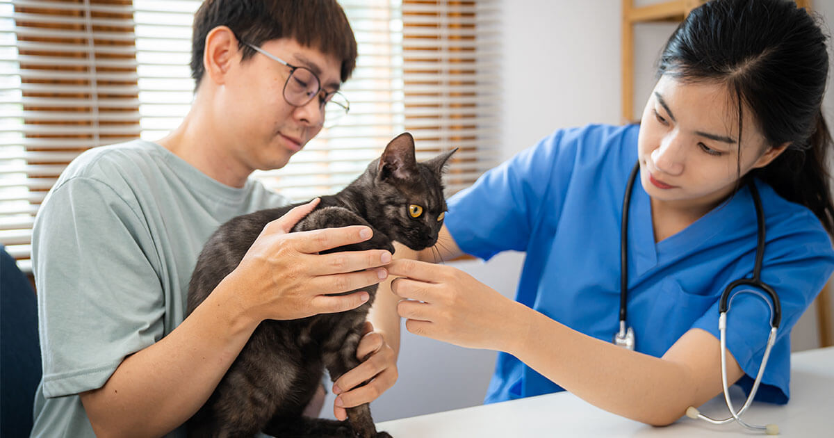 Tips for Advocating for Your Cat at the Vet | Zoetis Petcare