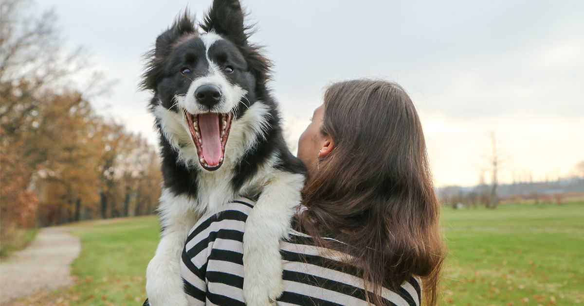 Most Intelligent Dog Breeds | Zoetis Petcare