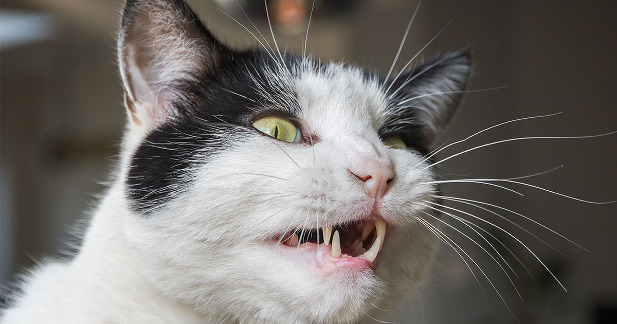 The Science Behind the Flehmen Response in Dogs and Cats | Zoetis Petcare