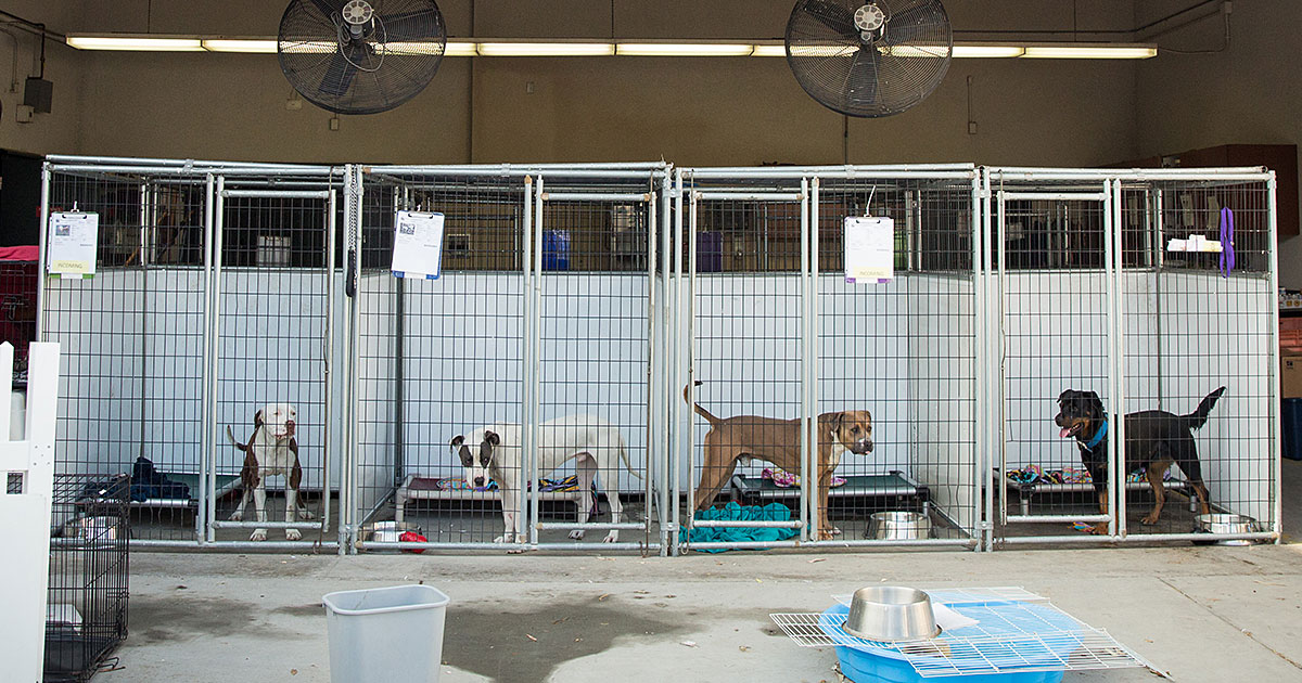 How To Prepare Your Dog For Boarding Zoetis Petcare How To Prepare Your Dog For Boarding Zoetis Petcare