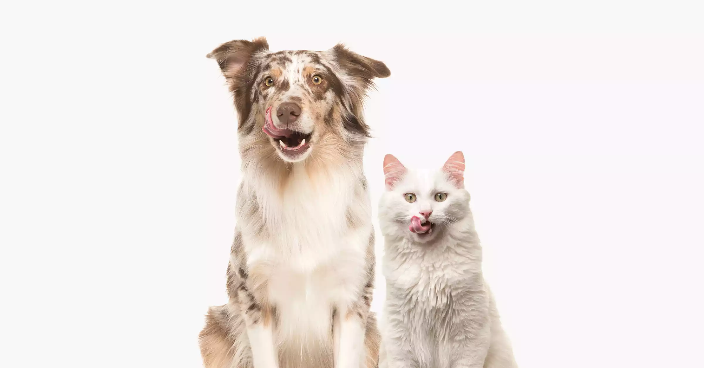 AlphaTrak 3 Resources Zoetis Petcare alphatrak-3-resources-zoetis-petcare