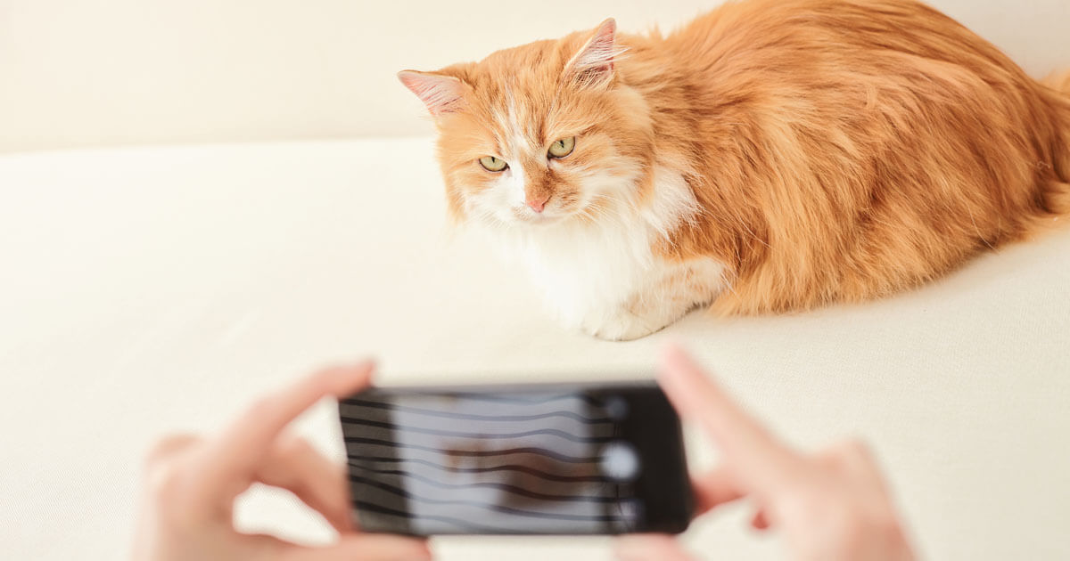 Tips for Taking Videos of Your Cat to Track Their Health | Zoetis Petcare
