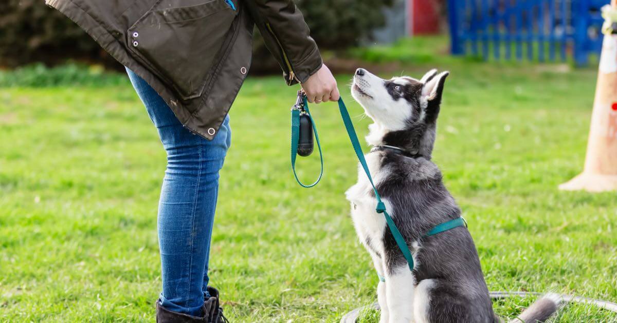 Tips for Finding a Dog Trainer | Zoetis Petcare
