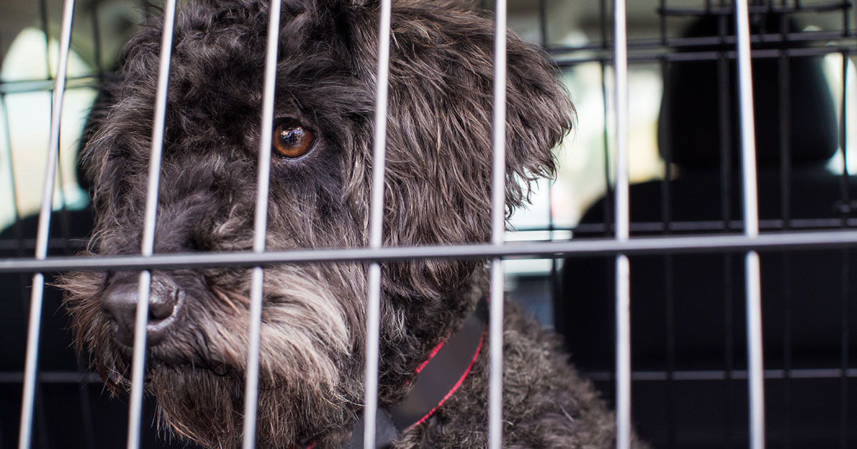 Disaster Preparedness for Pets | Zoetis Petcare