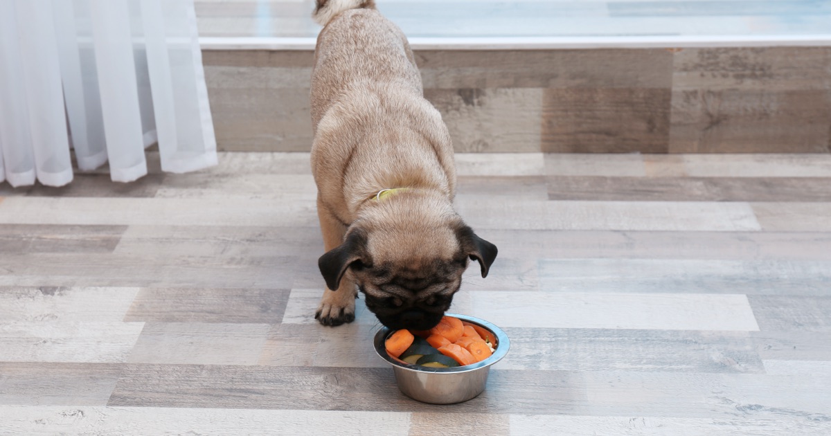 Thanksgiving Meals for Dogs | Zoetis Petcare
